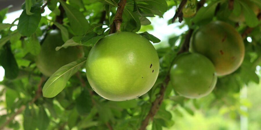 Kenali 10 Manfaat Buah Maja, Bagus Untuk Kolesterol - Yoona