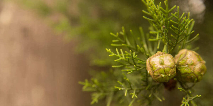 Amankah Minum Manjakani Saat Haid? Simak Fakta Manfaatnya! - Yoona