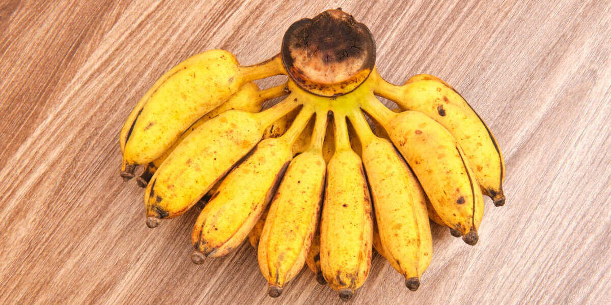 Berapa Kalori Pisang Kecil Ini Manfaat Dan Cara Konsumsinya