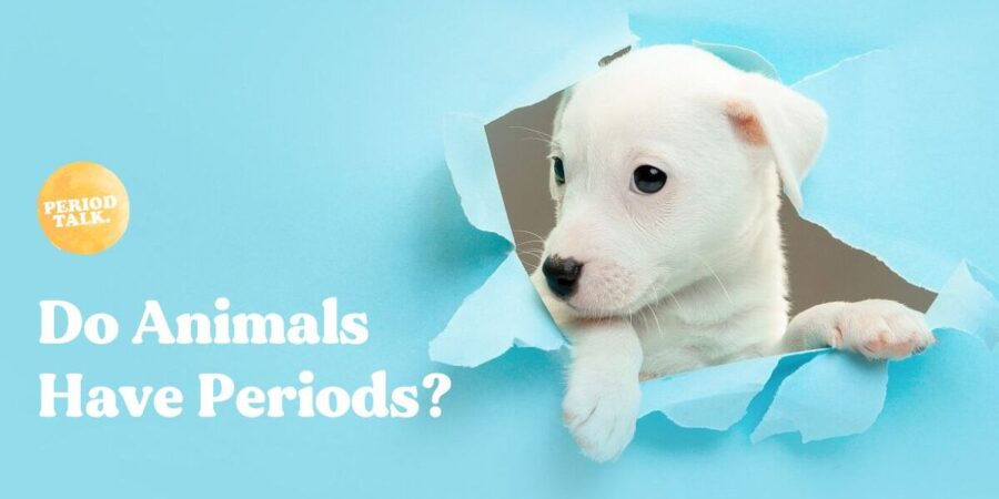 Fakta Hewan Menstruasi, Jangan Kaget Ini Terjadi pada Anabul!