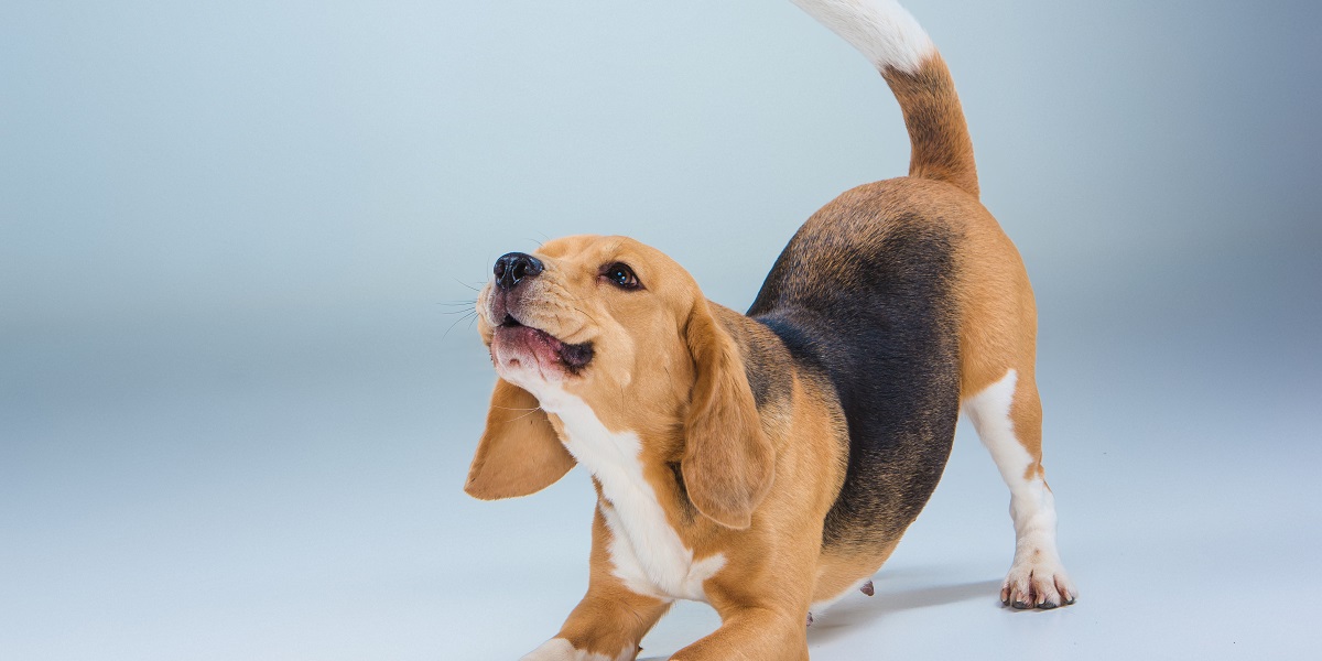 Fakta Hewan Menstruasi, Jangan Kaget Ini Terjadi pada Anabul!