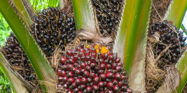 Manfaat Siwalan Untuk Promil: Bantu Atasi Disfungsi Ereksi